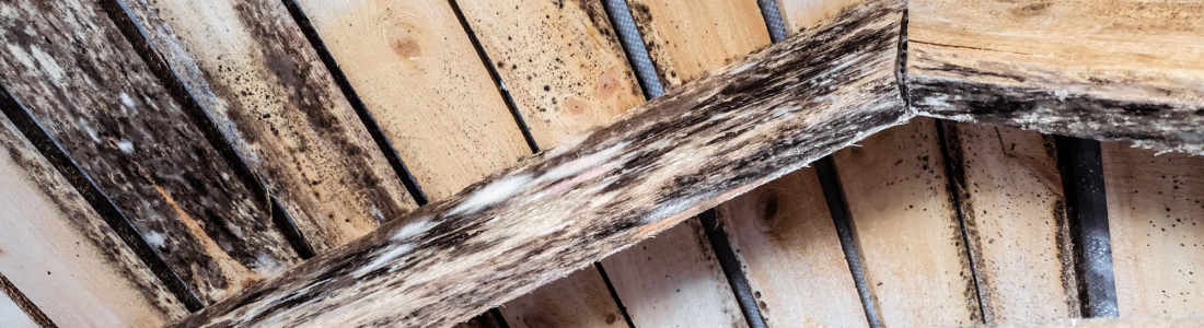 Dry Rot Early Signs to Watch Out for in Your Roof | WeatherTech San ...